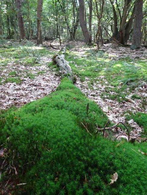 Groene Wissel Bussum Zuid
