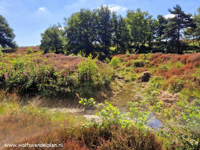 Beekloopje Wolfheze-Heelsum