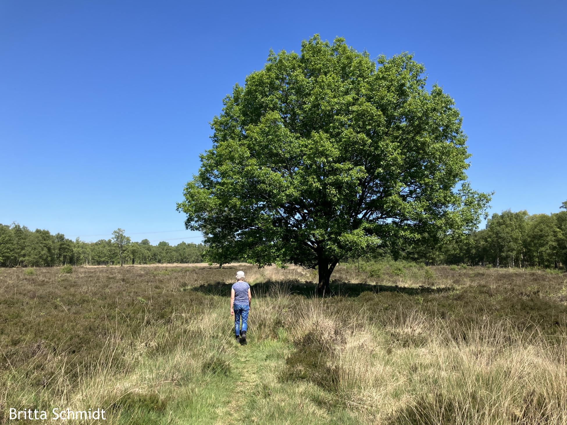 Knopenrondje Nieuwlande