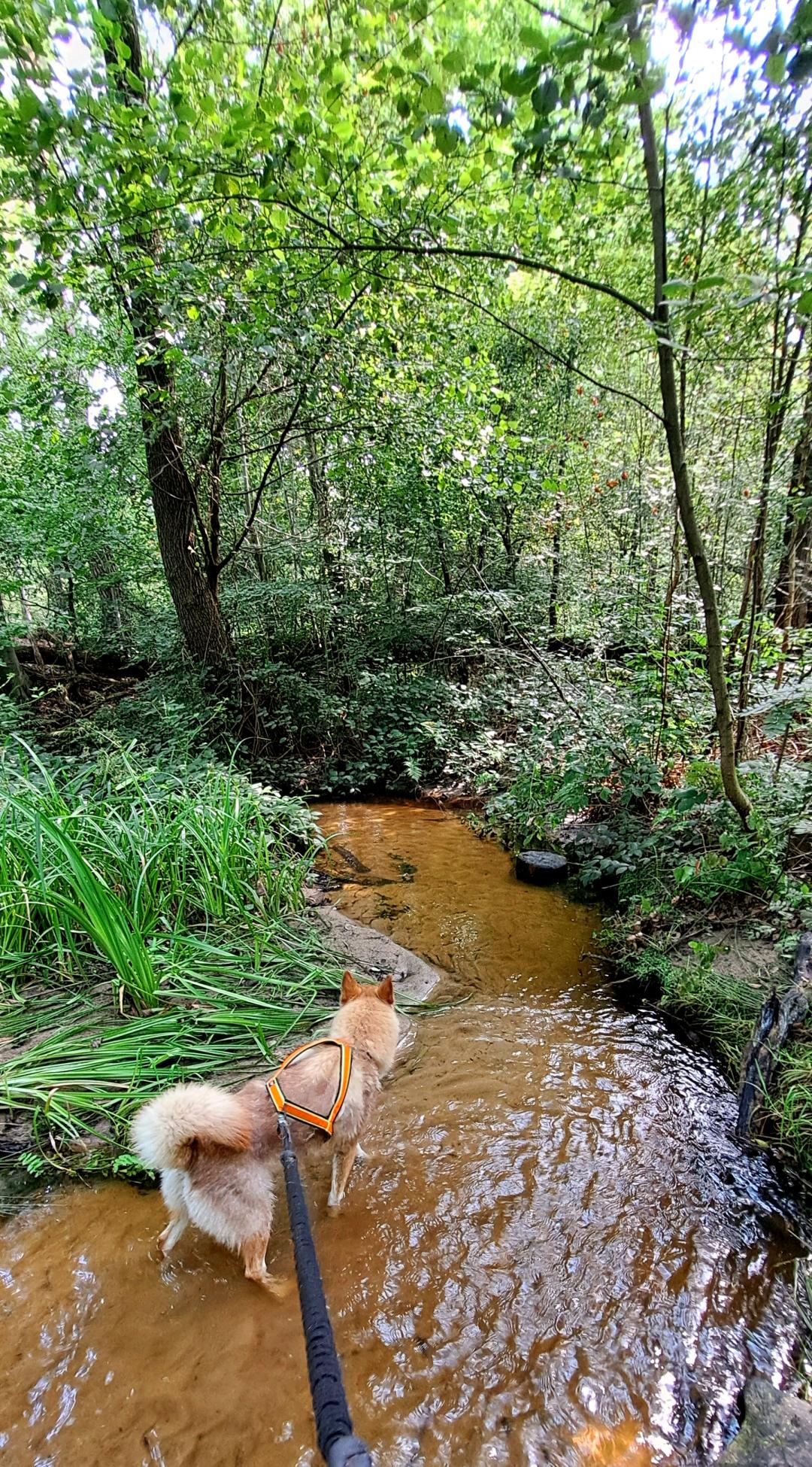 Springendal De Bronnen